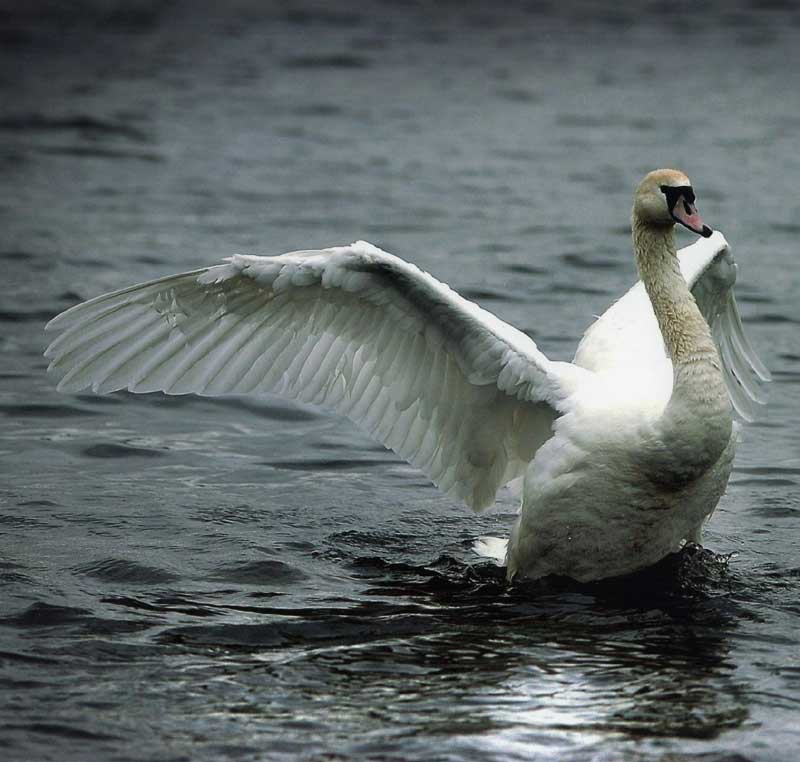 ::Three Owls Bird-Sanctuary::
