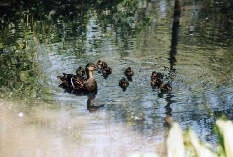 ::Three Owls Bird-Sanctuary::